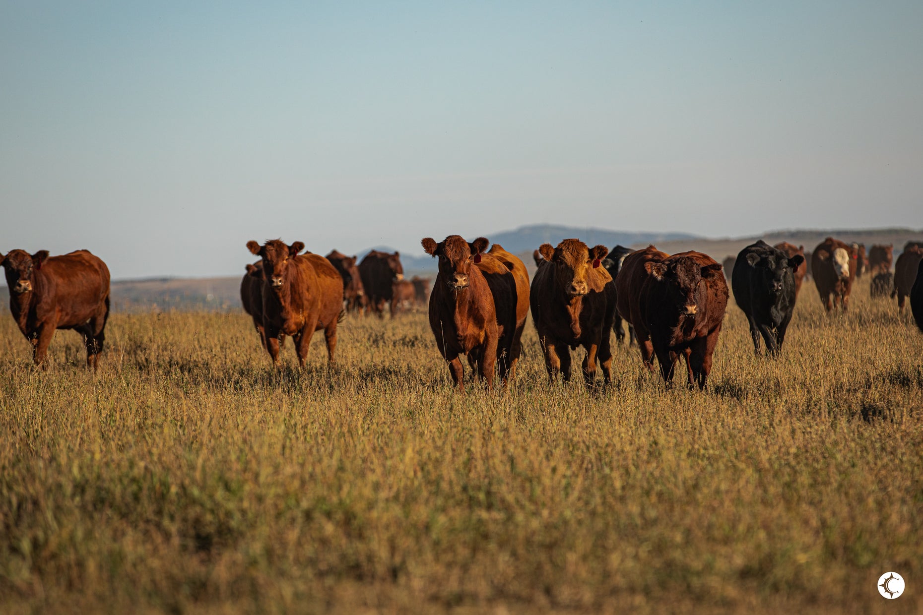 The Advantages of Angus Cattle: Why They Stand Out in the Beef Industr ...